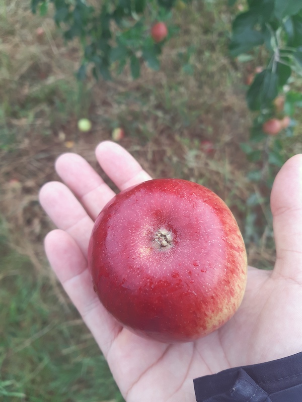 Švestky, jablka a borůvky, září 2022 / Výdejna chutí